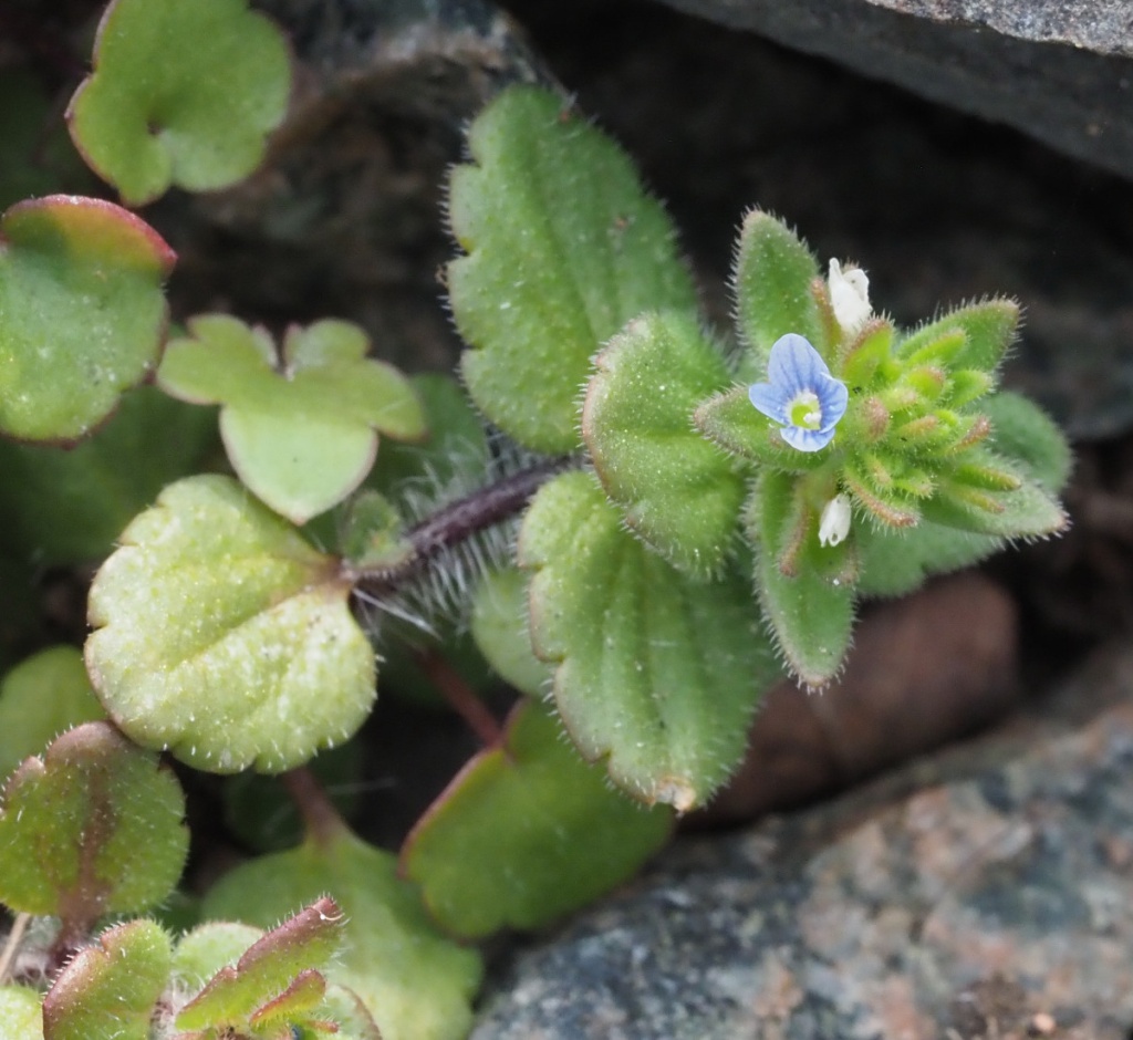 Wall Speedwell | NatureSpot