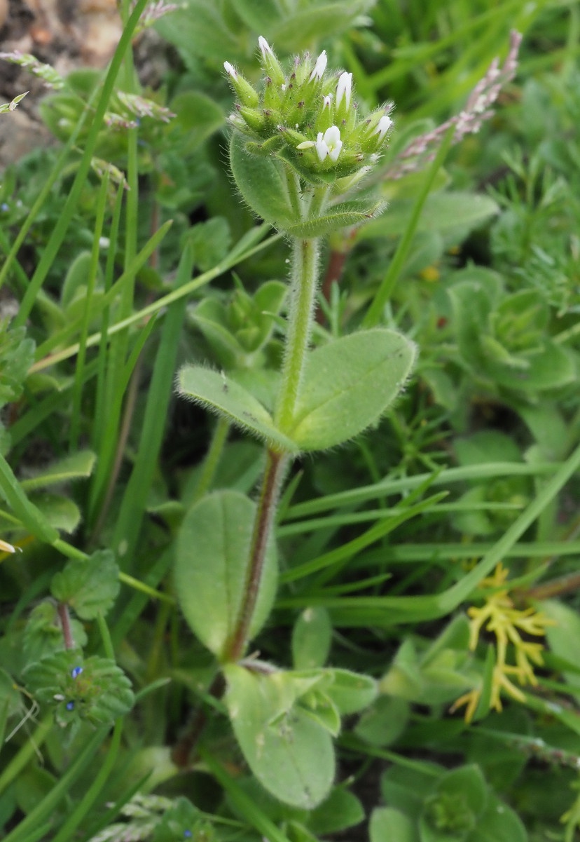 Mouse Ear Chickweed