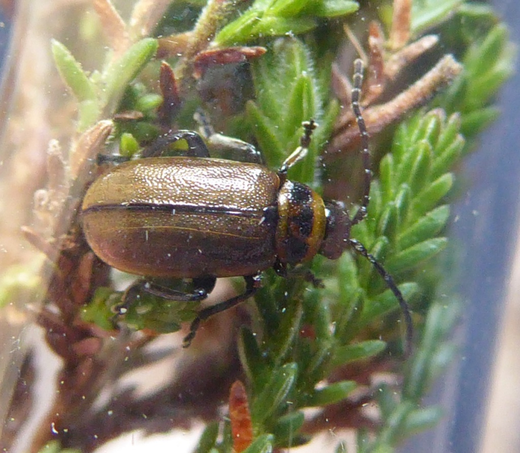 Heather Beetle | NatureSpot