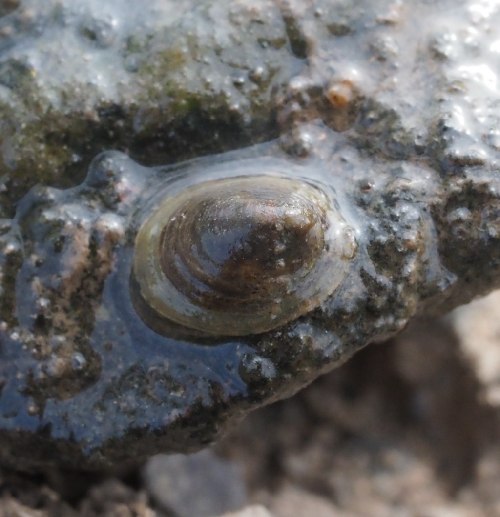 River Limpet | NatureSpot