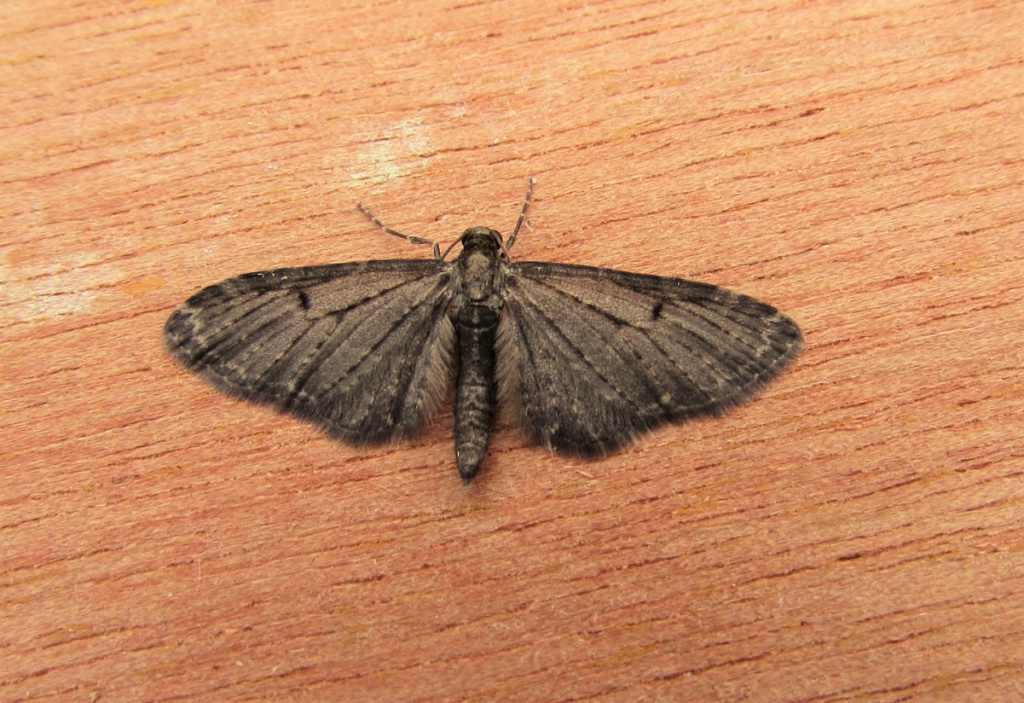 Golden-rod Pug | NatureSpot