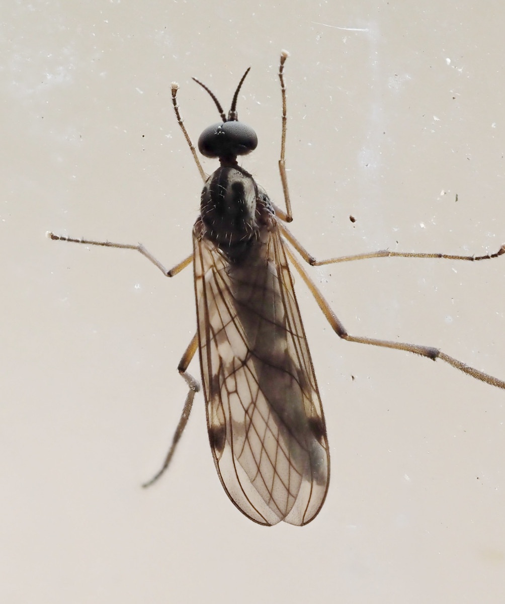 Sylvicola punctatus | NatureSpot