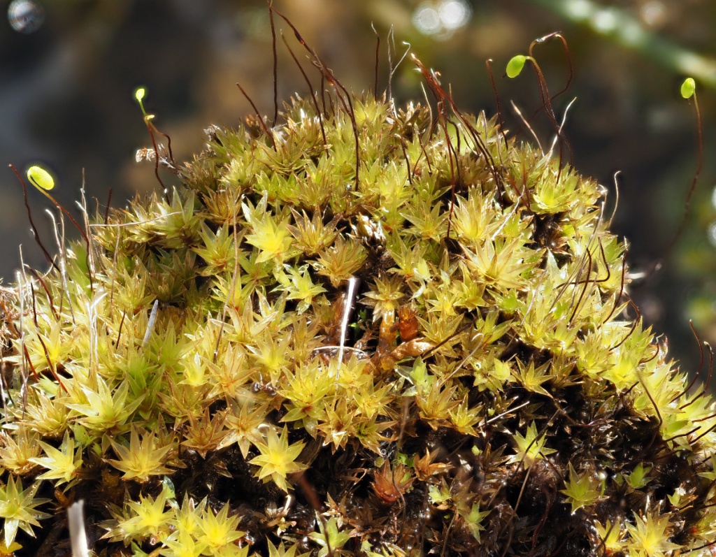 Marsh Bryum | NatureSpot