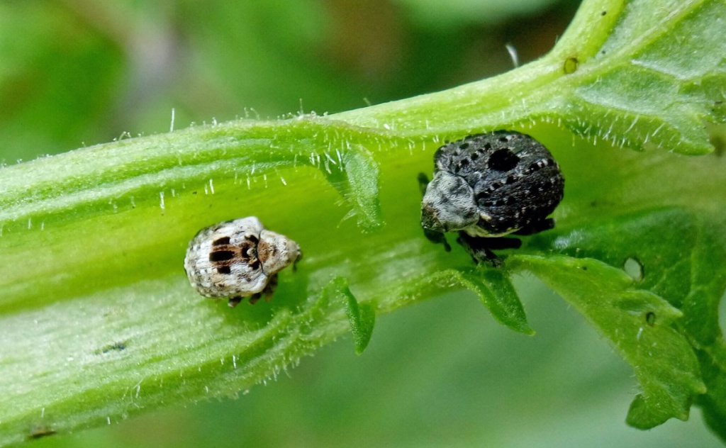 Cionus alauda | NatureSpot
