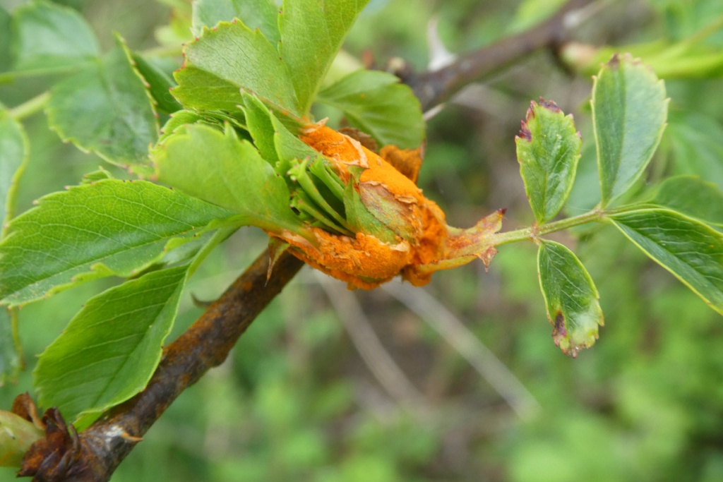 Rose Rust | NatureSpot