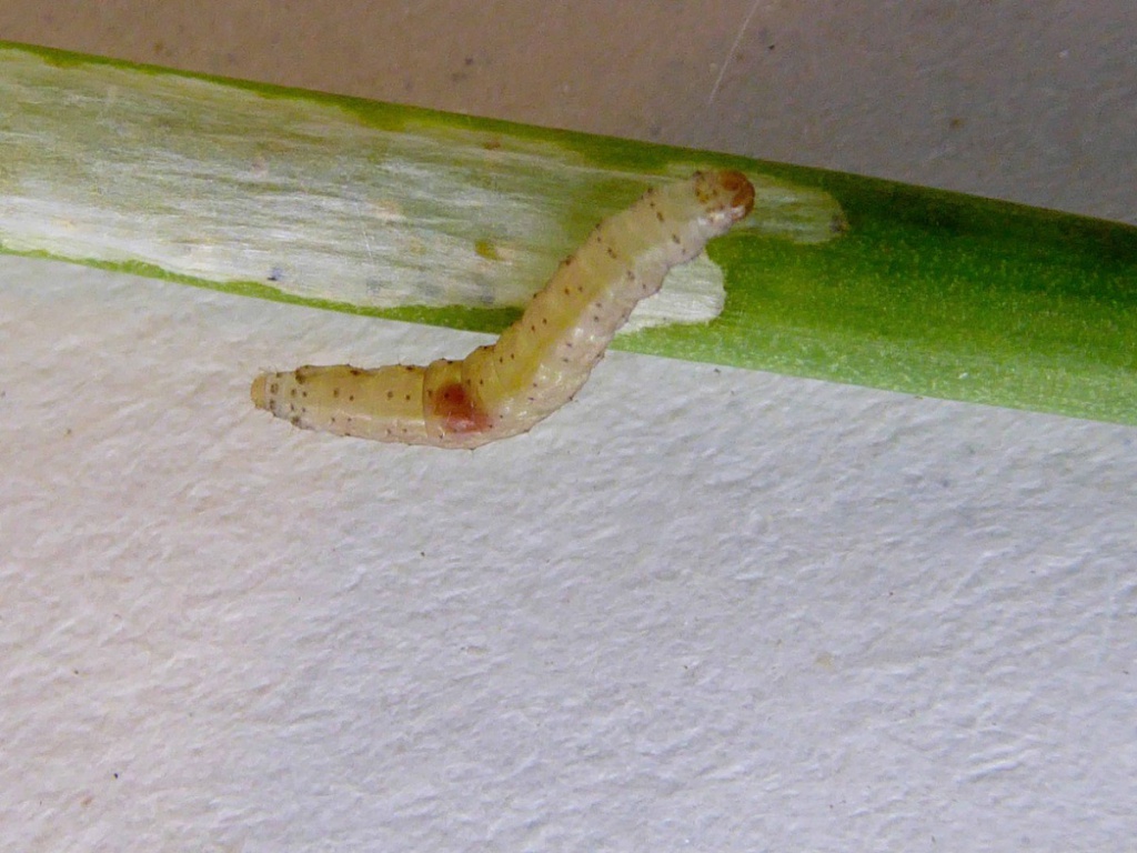 Leek Moth | NatureSpot