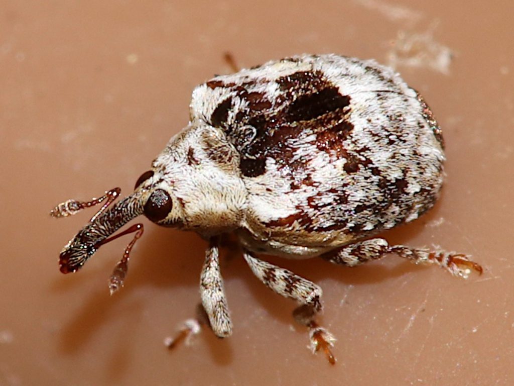 Cionus alauda | NatureSpot