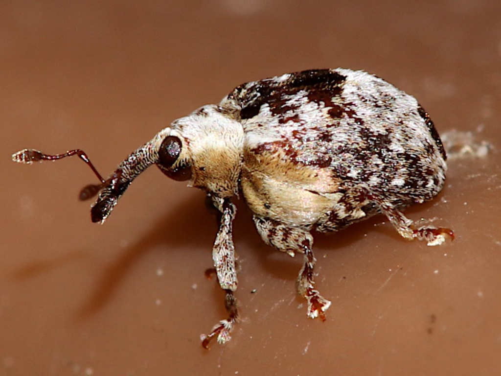 Cionus alauda | NatureSpot