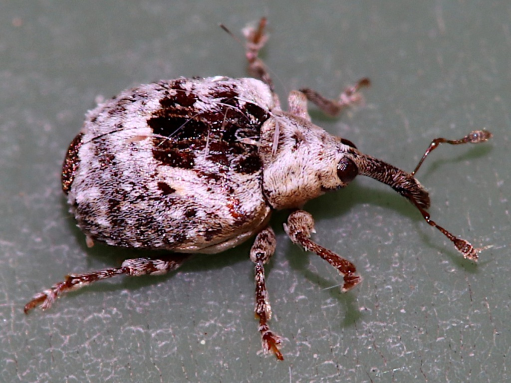 Cionus alauda | NatureSpot