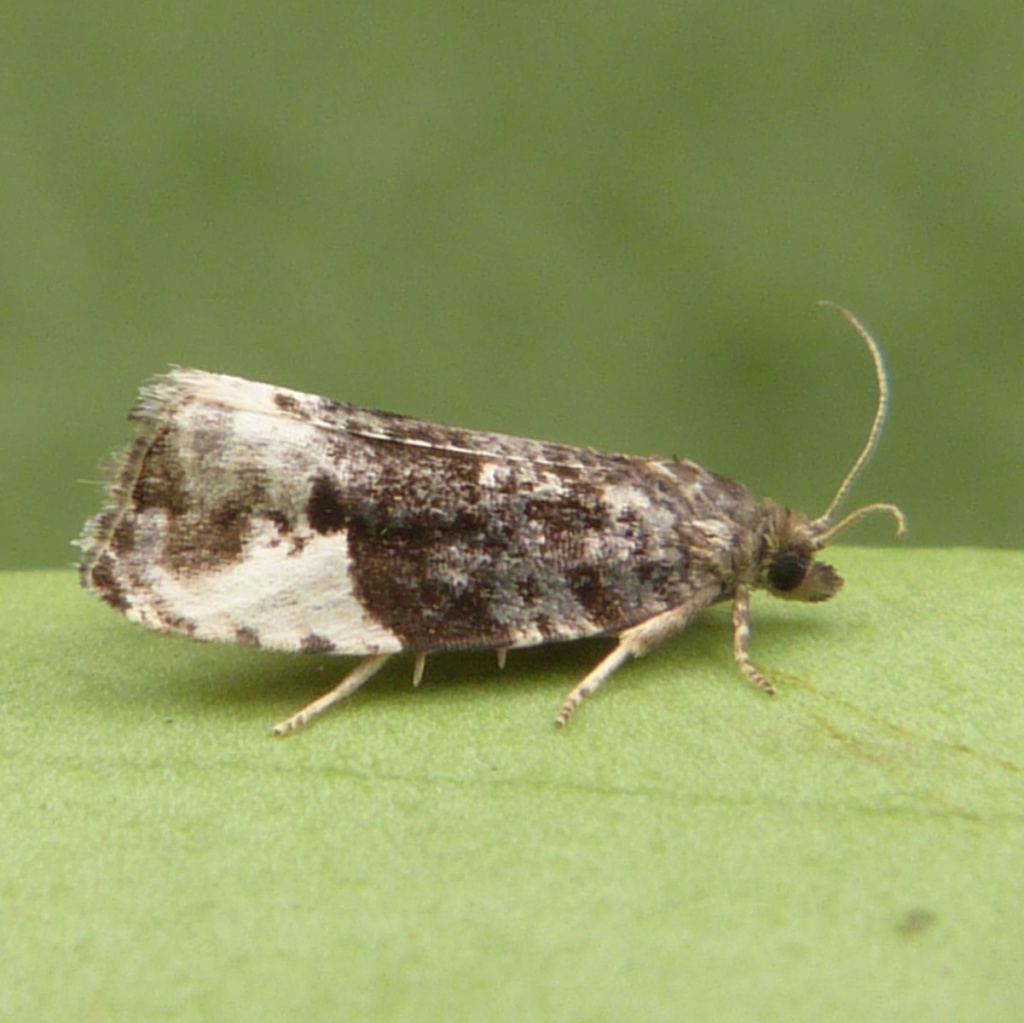 Plum Tortrix | NatureSpot