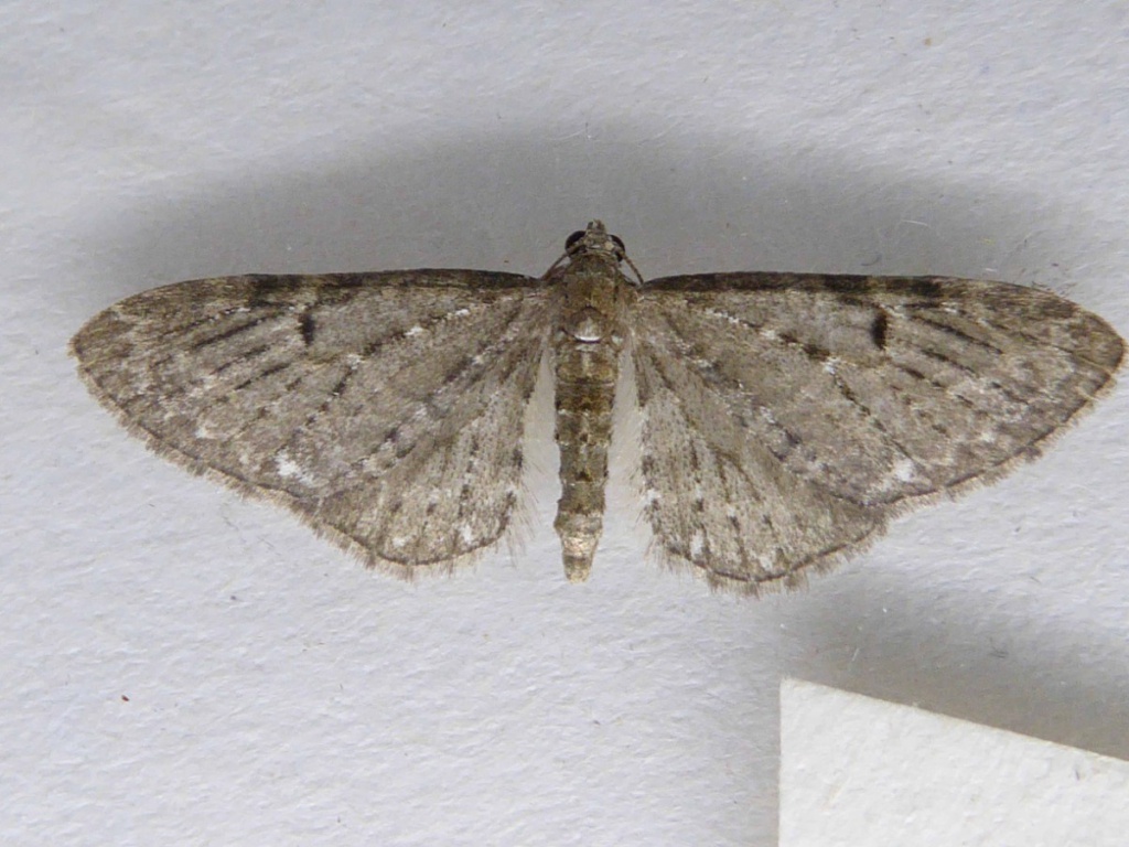 Golden-rod Pug | NatureSpot