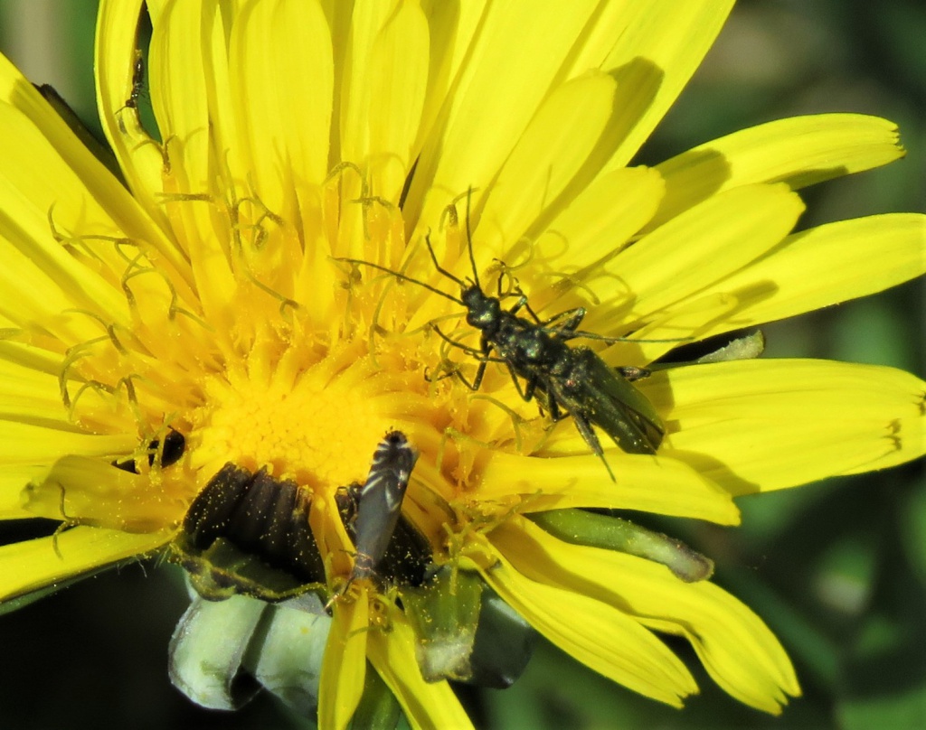 Record of Cocksfoot Moth (Glyphipterix simpliciella)