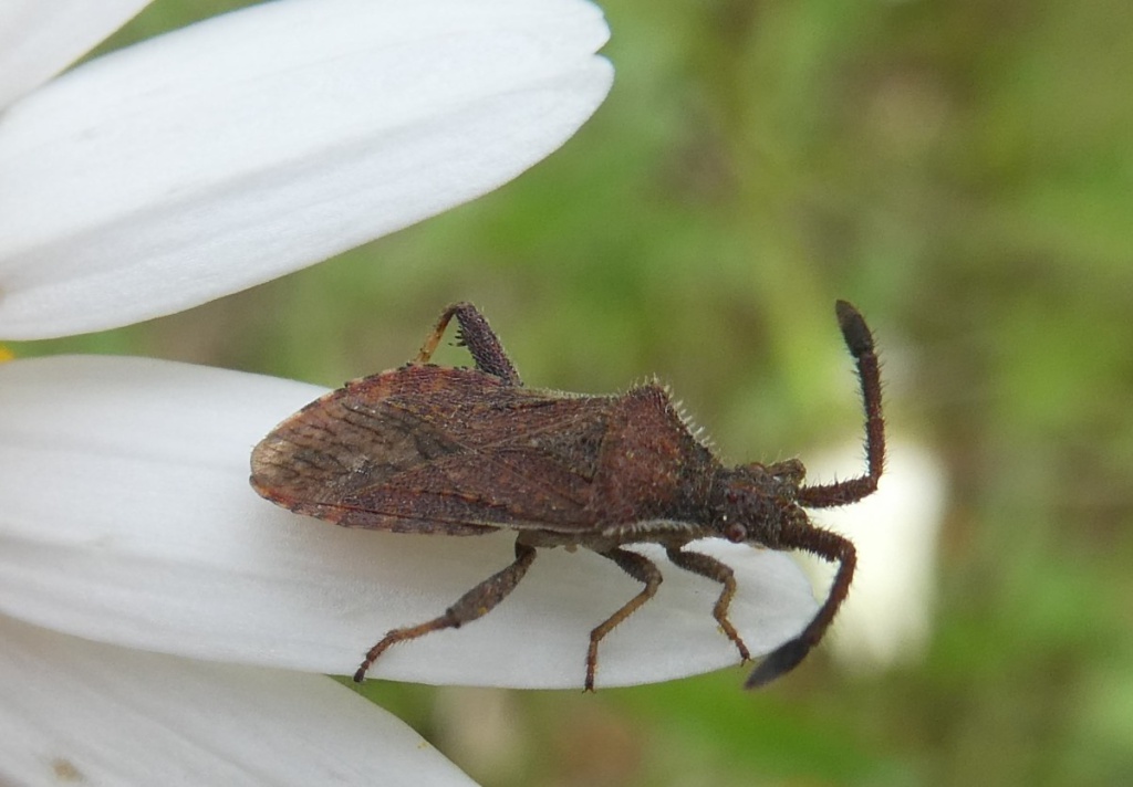Denticulate Leatherbug | NatureSpot