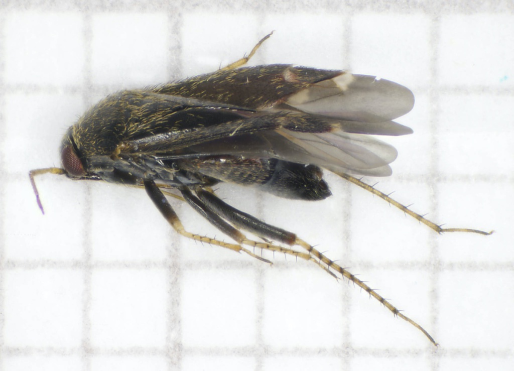 Psallus wagneri | NatureSpot