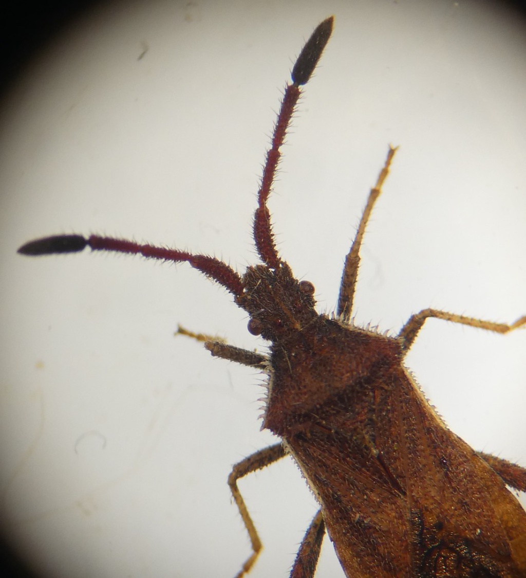 Denticulate Leatherbug | NatureSpot