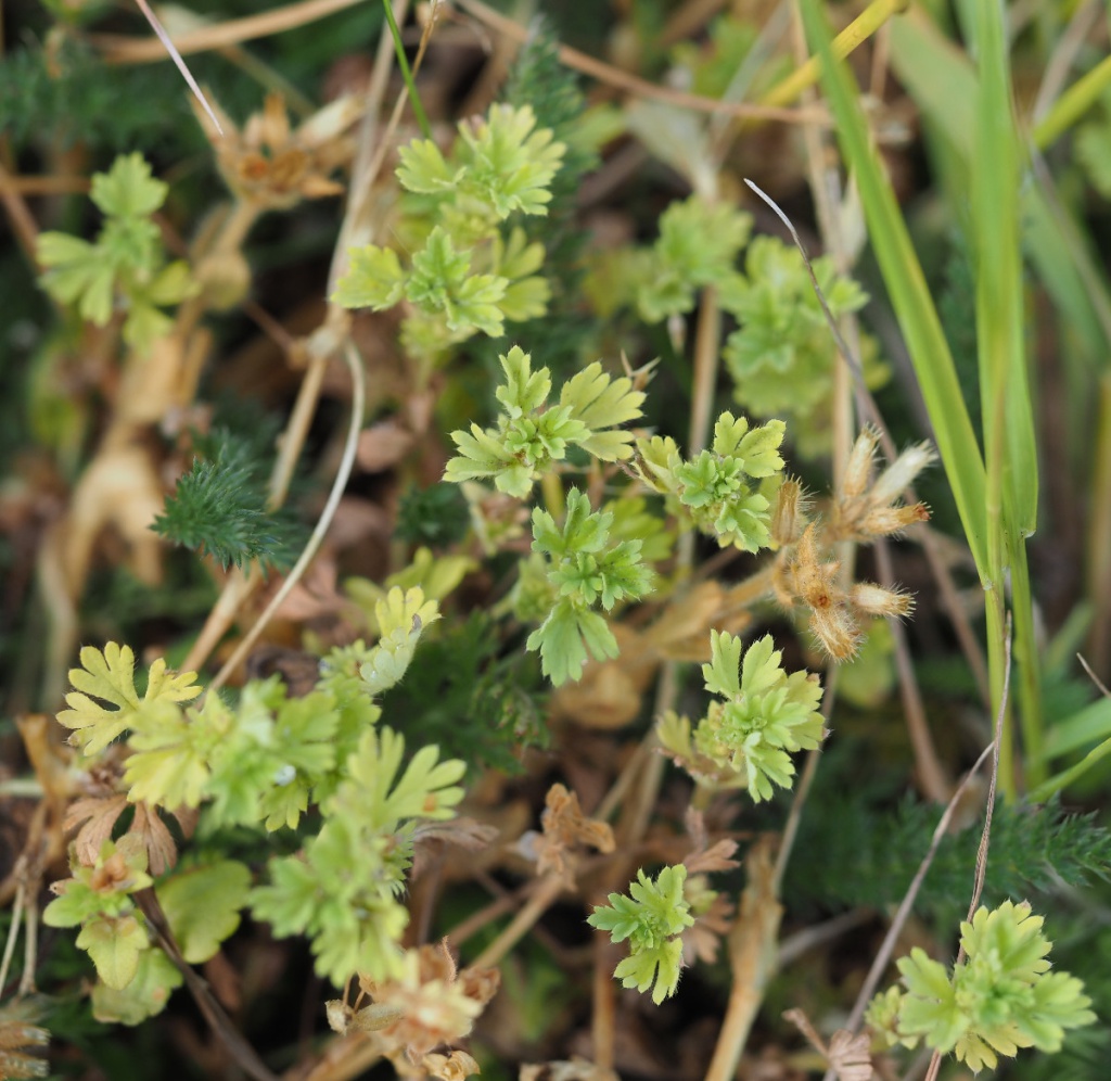 Aphanes Arvensis