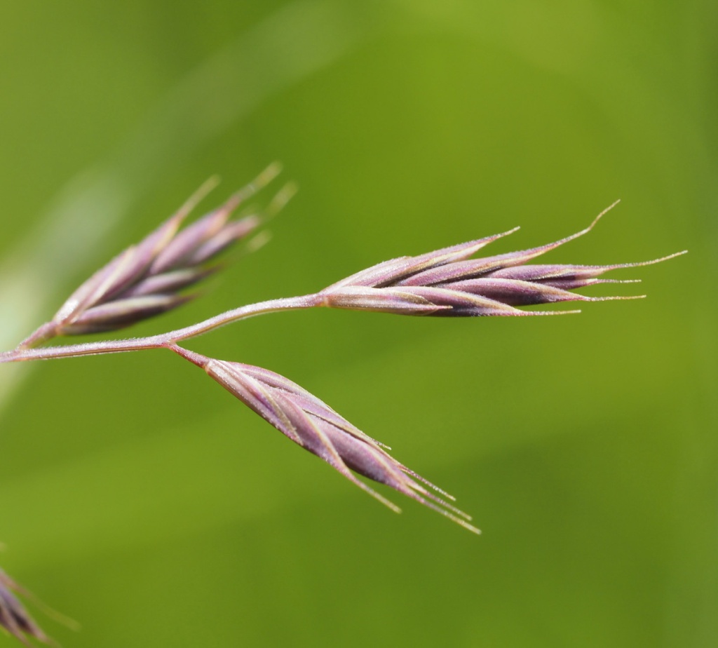 Red fescue store
