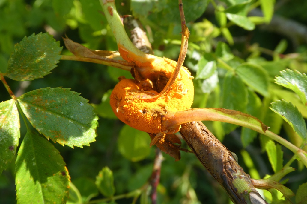 Rose Rust | NatureSpot