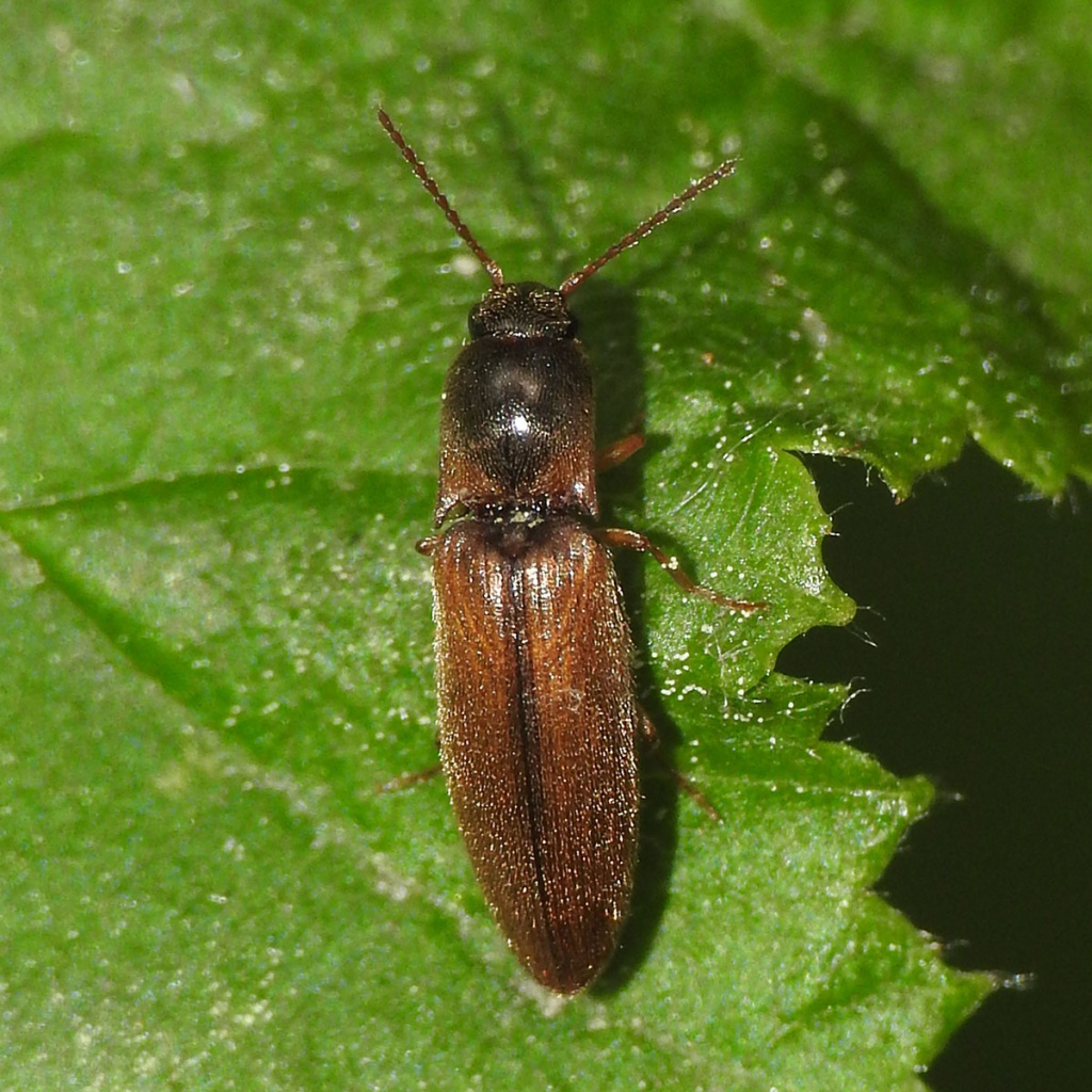 Dalopius marginatus | NatureSpot