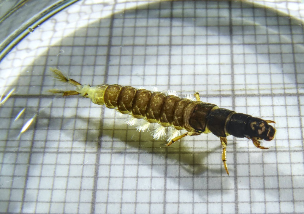 Hydropsyche siltalai | NatureSpot