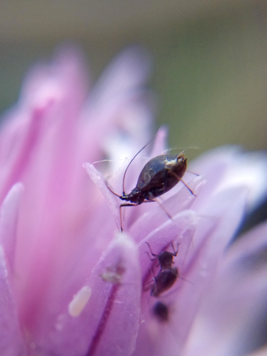 Neotoxoptera formosana | NatureSpot