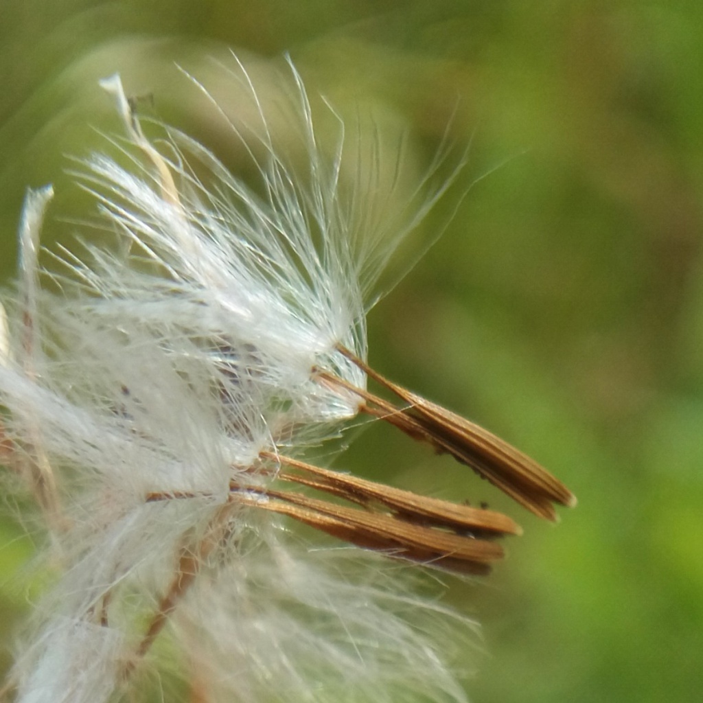 Beaked Hawk's-beard | NatureSpot