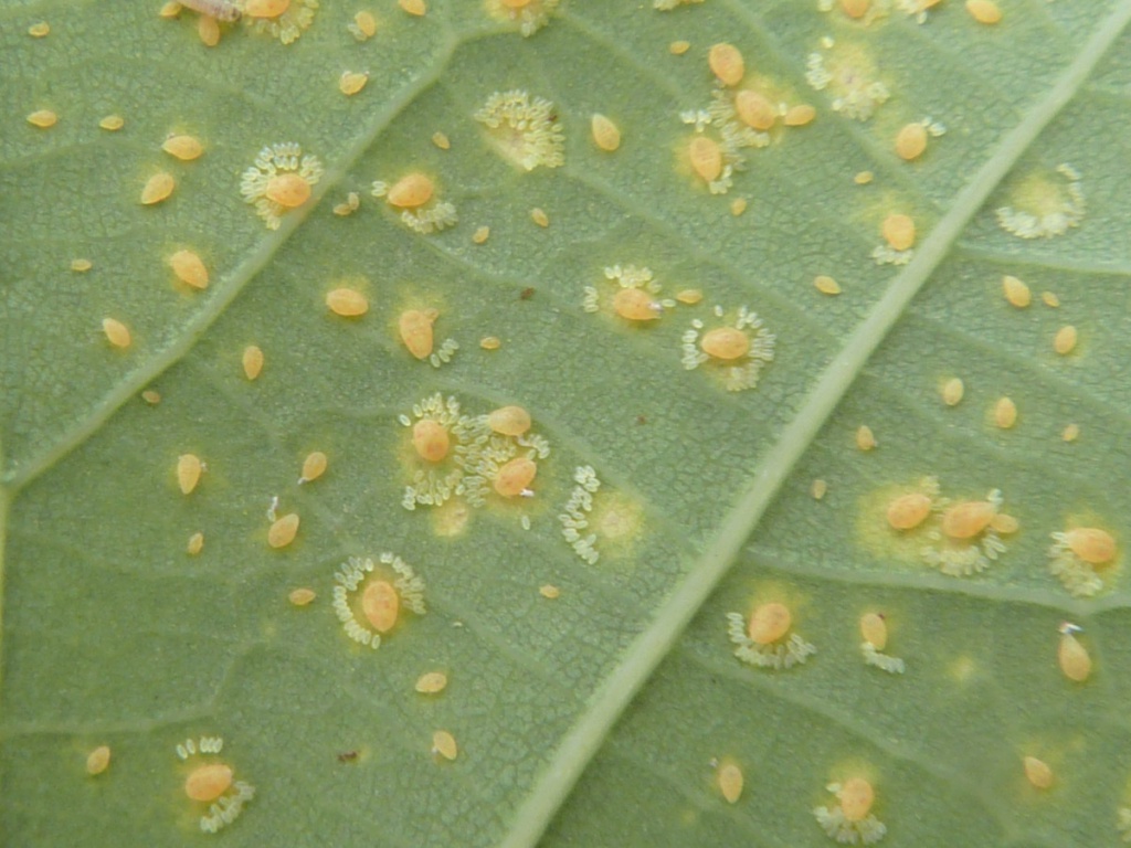 Oak Leaf Phylloxera | NatureSpot