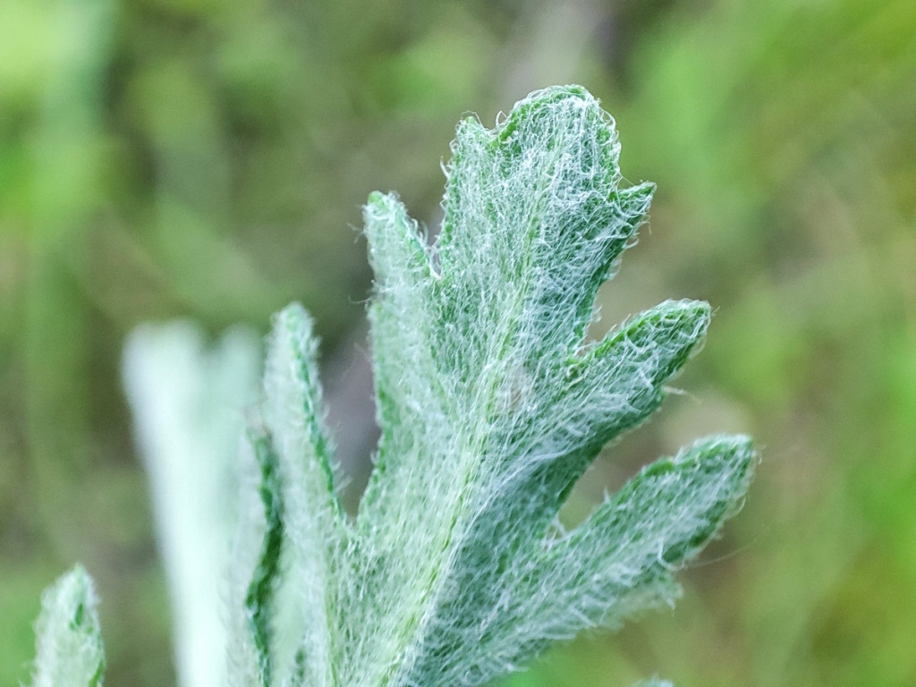 Hoary Ragwort | NatureSpot