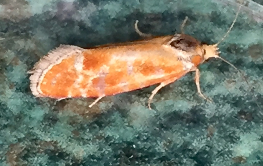 Pine Shoot Moth | NatureSpot