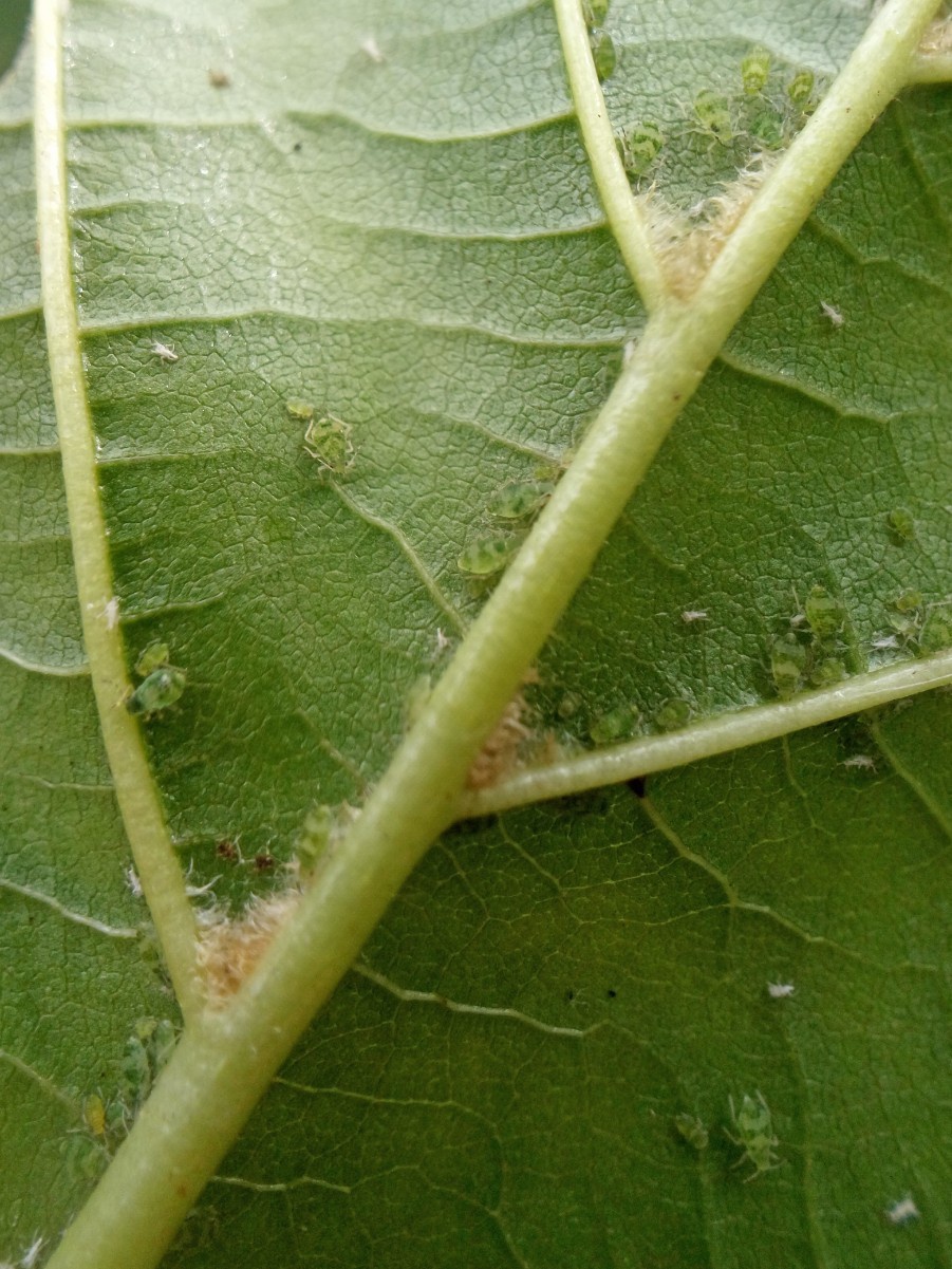 Pterocallis maculata | NatureSpot