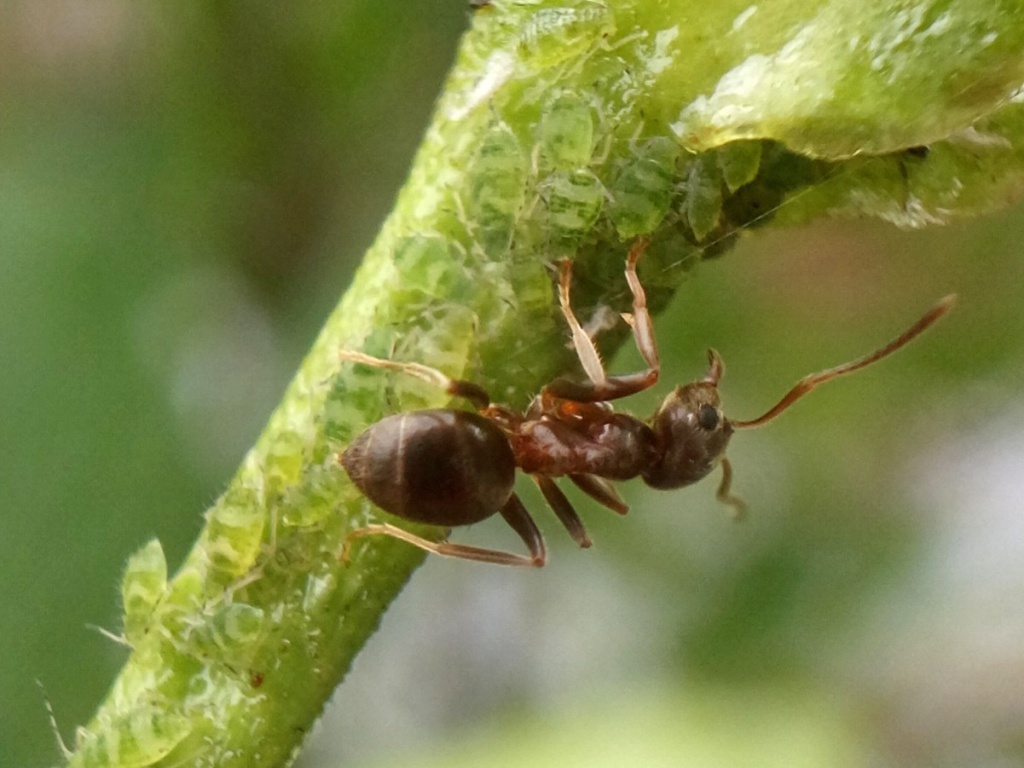Pterocallis maculata | NatureSpot