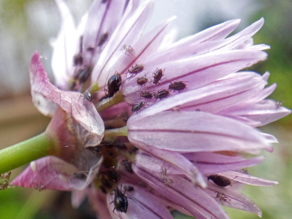 Neotoxoptera formosana | NatureSpot