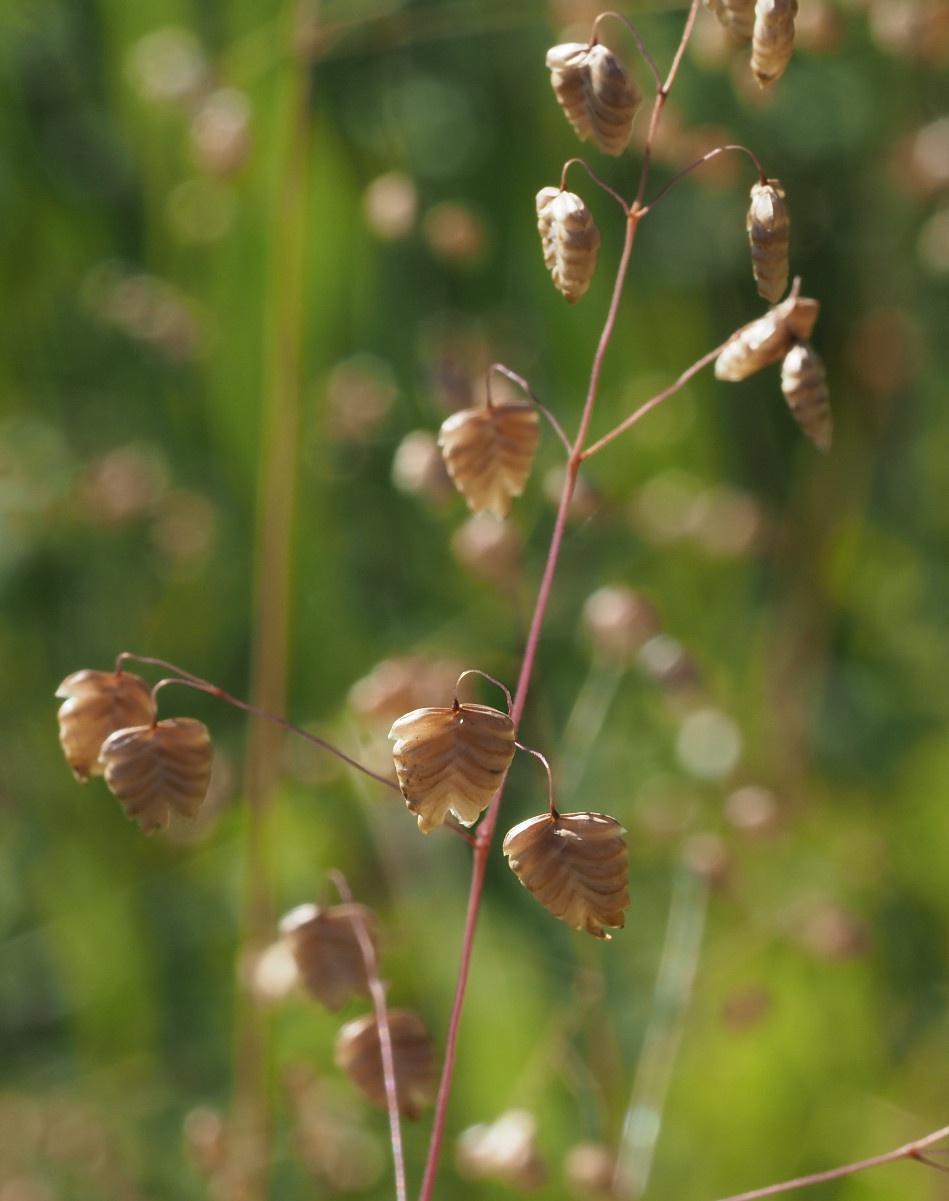 Quaking Grass Irish Grasses Common Quaking Grass, Briza Media
