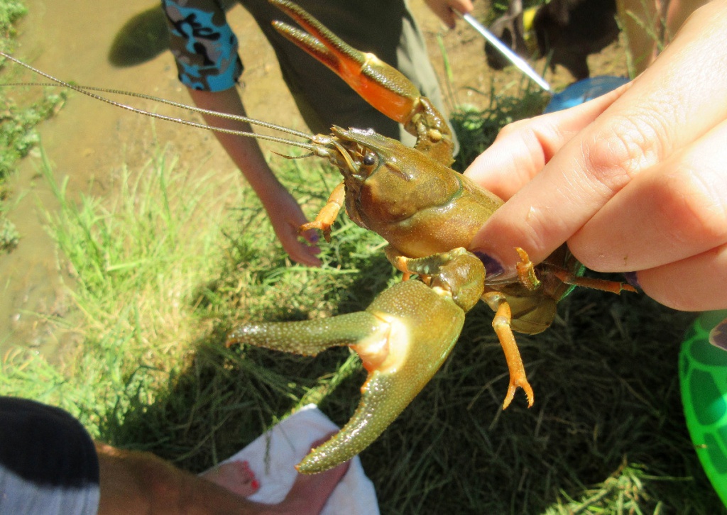 Yellow Crayfish