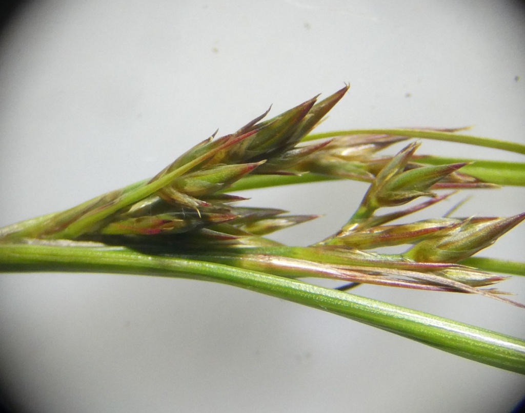 Slender Rush | NatureSpot