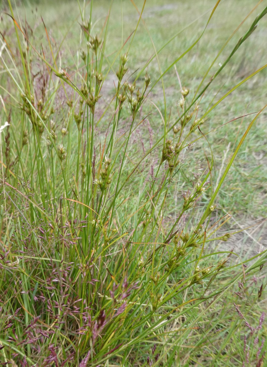 Slender Rush | NatureSpot