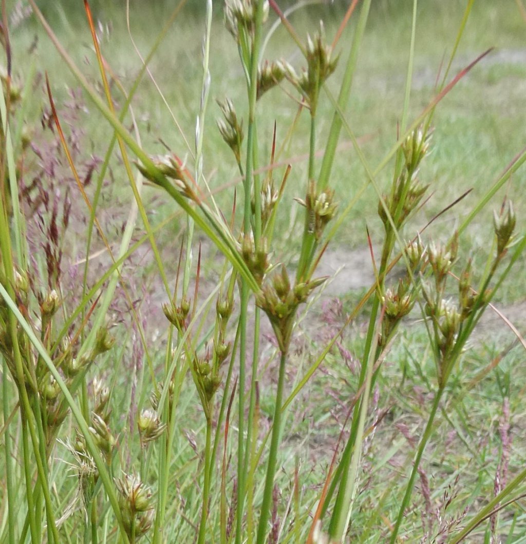 Slender Rush | NatureSpot