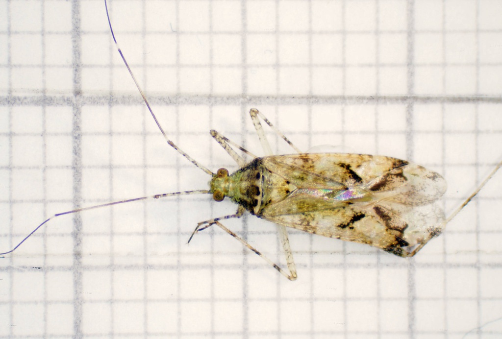 Phytocoris longipennis | NatureSpot