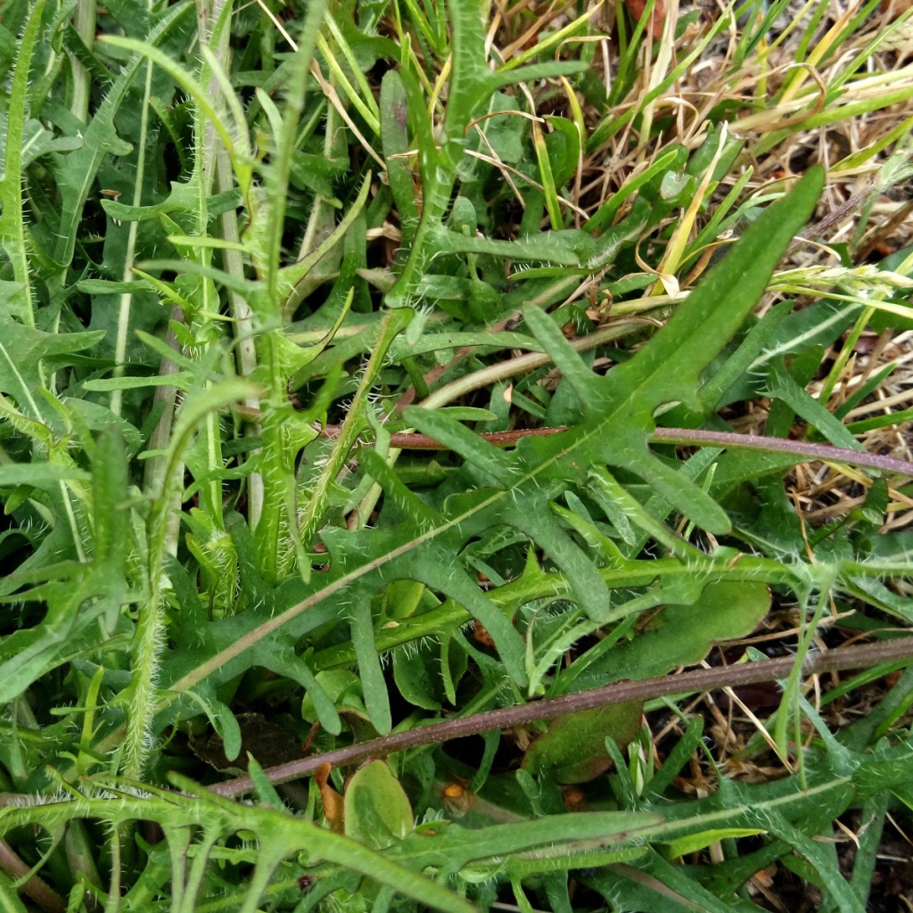 Autumn Hawkbit | NatureSpot