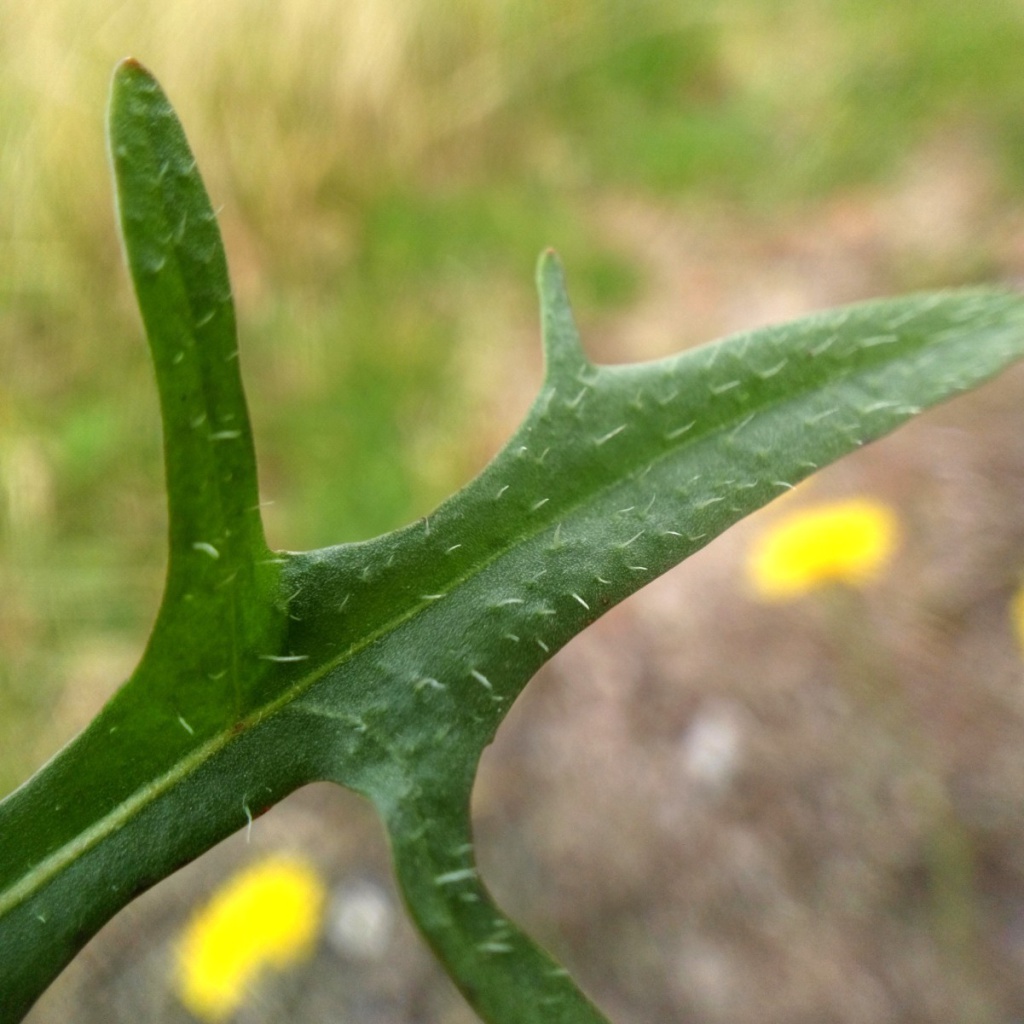 Autumn Hawkbit | NatureSpot
