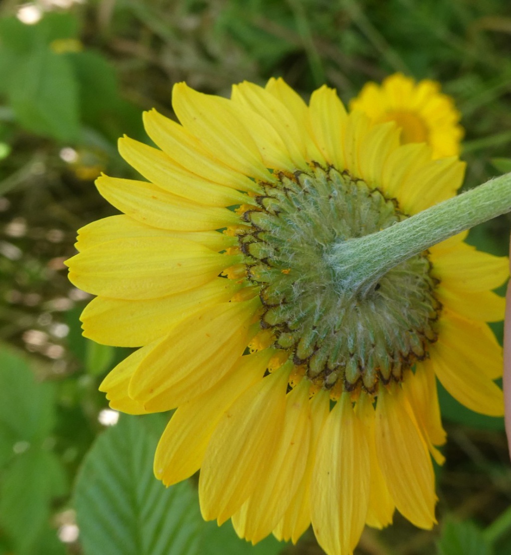 Yellow Chamomile | NatureSpot