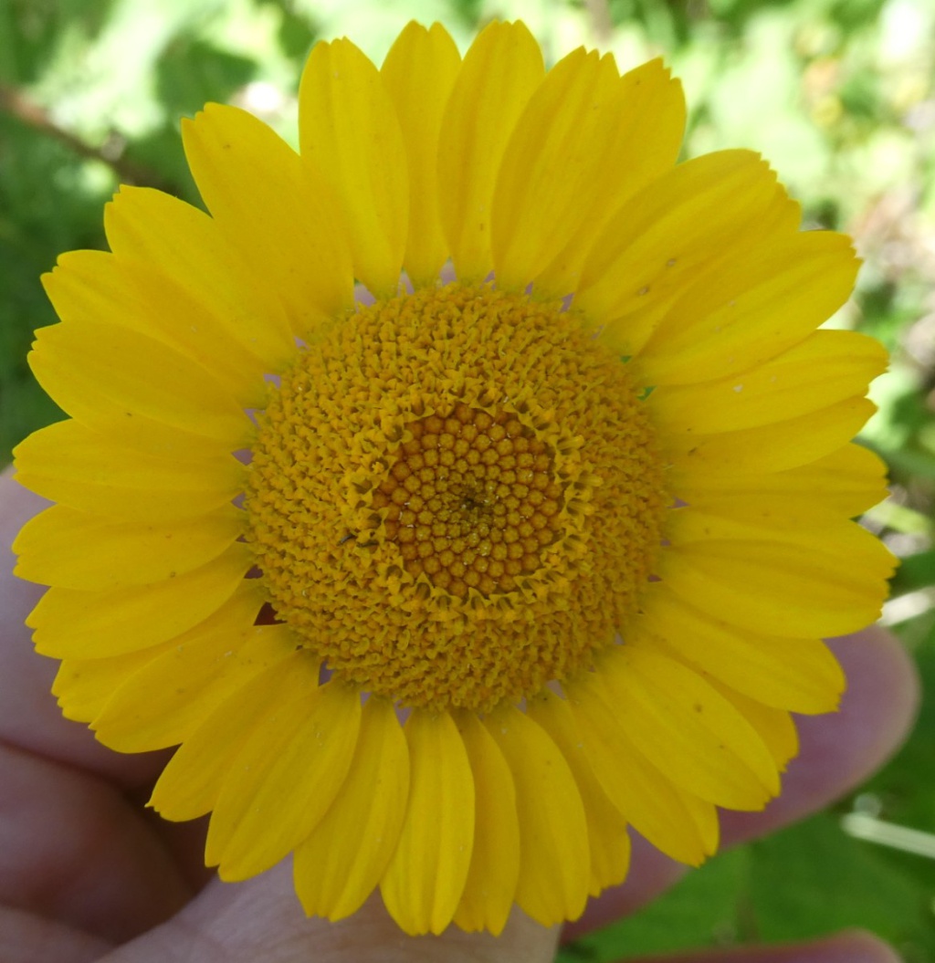 Yellow Chamomile | NatureSpot