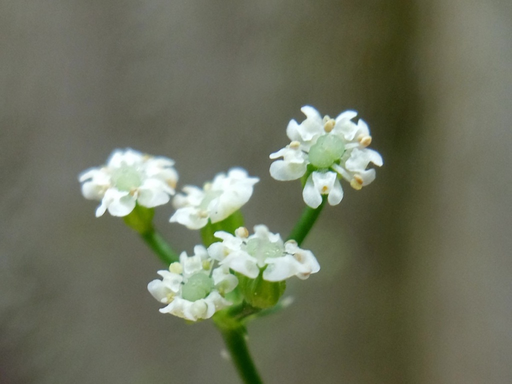 Stone Parsley | NatureSpot