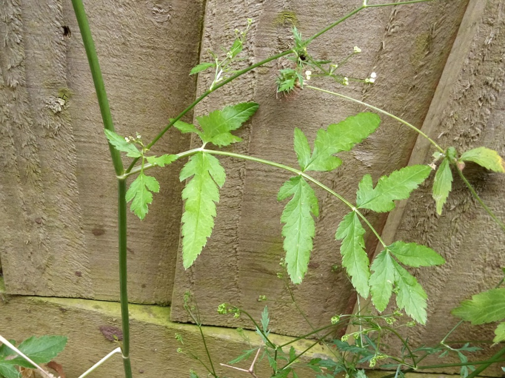 Stone Parsley | NatureSpot