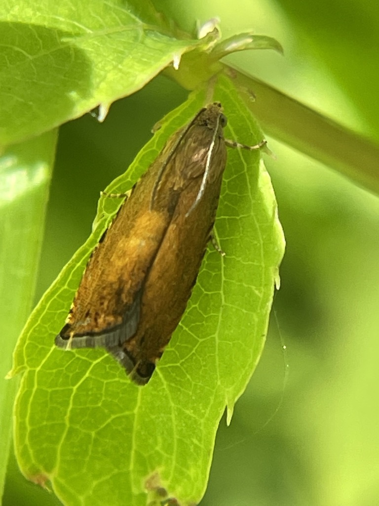 Pammene aurita | NatureSpot