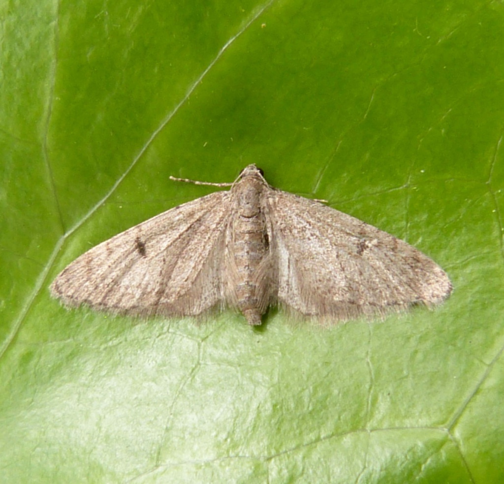 Ochreous Pug | NatureSpot