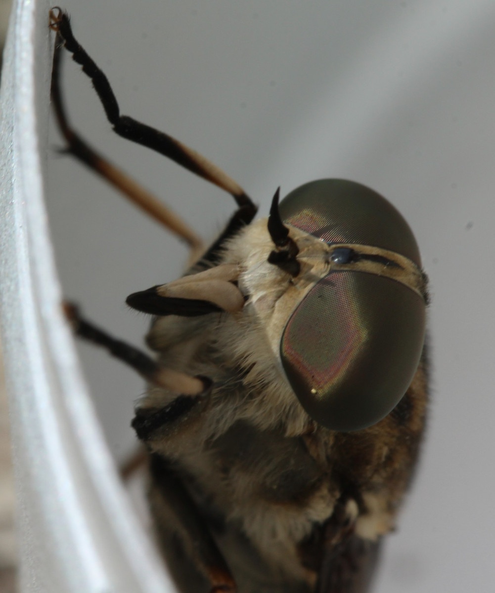 Very Large Horsefly Tabanus Sudeticus Tabanidae True Horse Flies