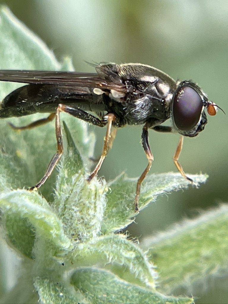Cheilosia soror | NatureSpot