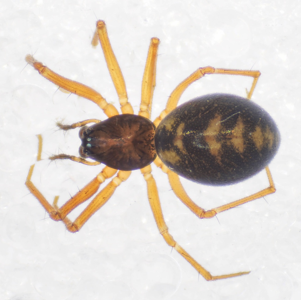 Bathyphantes nigrinus | NatureSpot