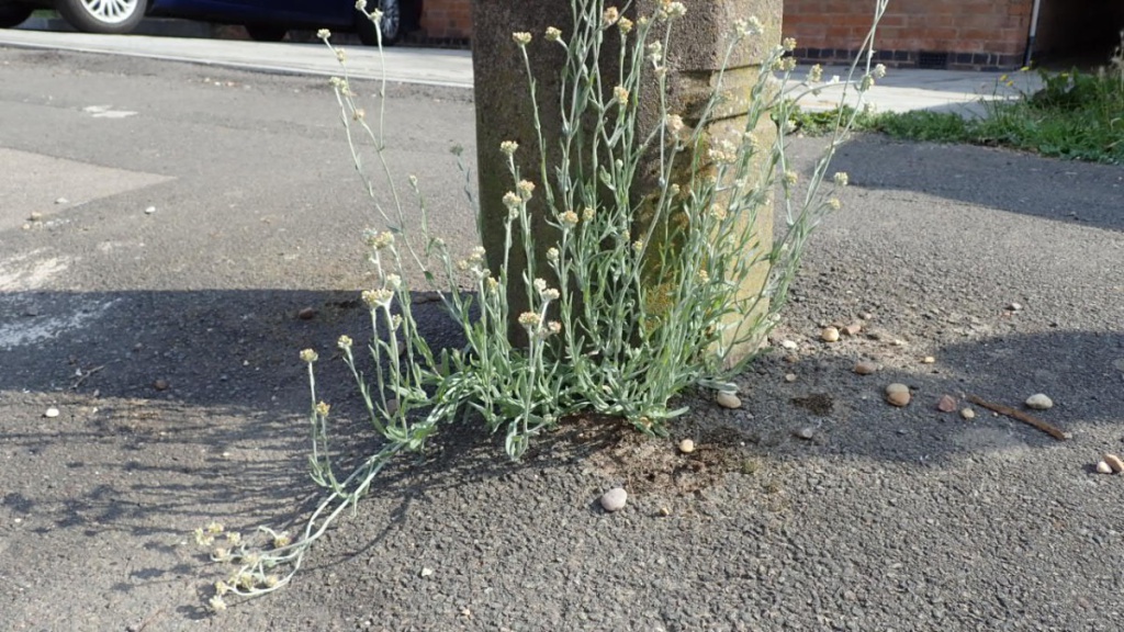 Jersey Cudweed | NatureSpot
